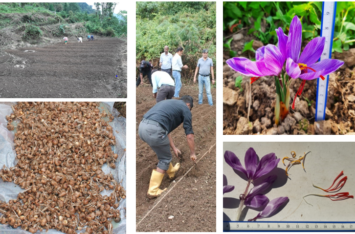 Successful completion of all steps of organic cultivation of Saffron ...